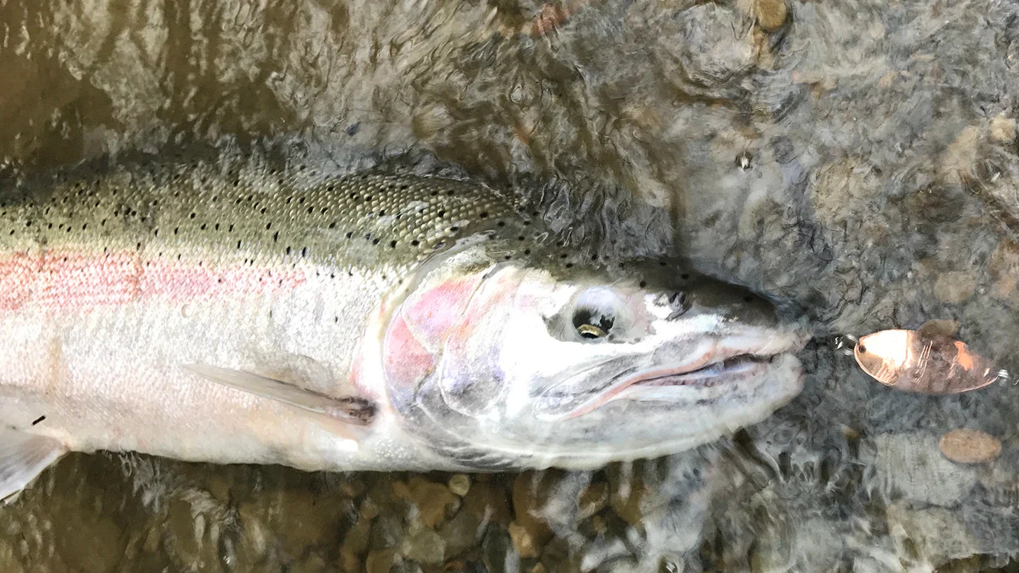 Central Coast Steelhead Seasons set for Winter 2025-26 – Seattle ...