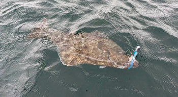 Our Guide to Washington's 2025 Halibut Season – Seattle Fishing Company